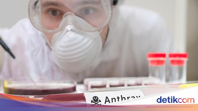 Cegah Antraks, Pemkab Bantul Minta Peternak Tunda Beli Sapi dari Gunungkidul