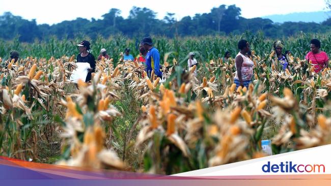 Apa Itu Food Estate? Program Strategis Nasional yang Disebut Anies di ...