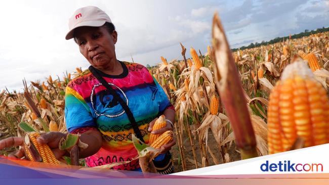 Potret Panen Jagung Perdana di Food Estate Papua
