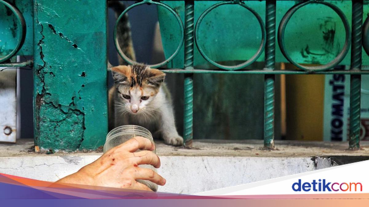 12 Cara Mengusir Kucing dari Rumah atau Halaman Tanpa Menyakiti