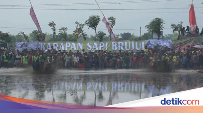 Cara Petani Probolinggo Eratkan Silaturahmi dengan Karapan Sapi Brujul