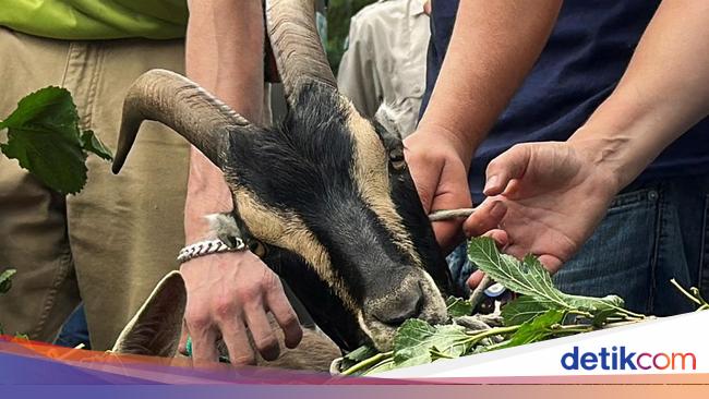 Asal-usul Kata 'Kambing Hitam' untuk Orang yang Dipersalahkan, Kenapa ...