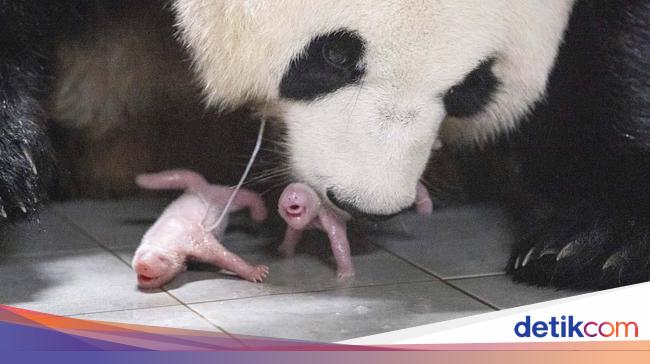 Bahagianya Giant Panda di Korea, Lahirkan Bayi Kembar Sehat Menggemaskan