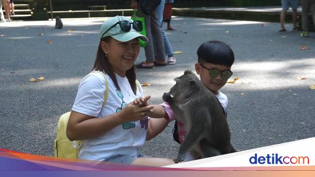 Monyet-monyet di Sangeh Terancam Rabies dari Anjing Liar