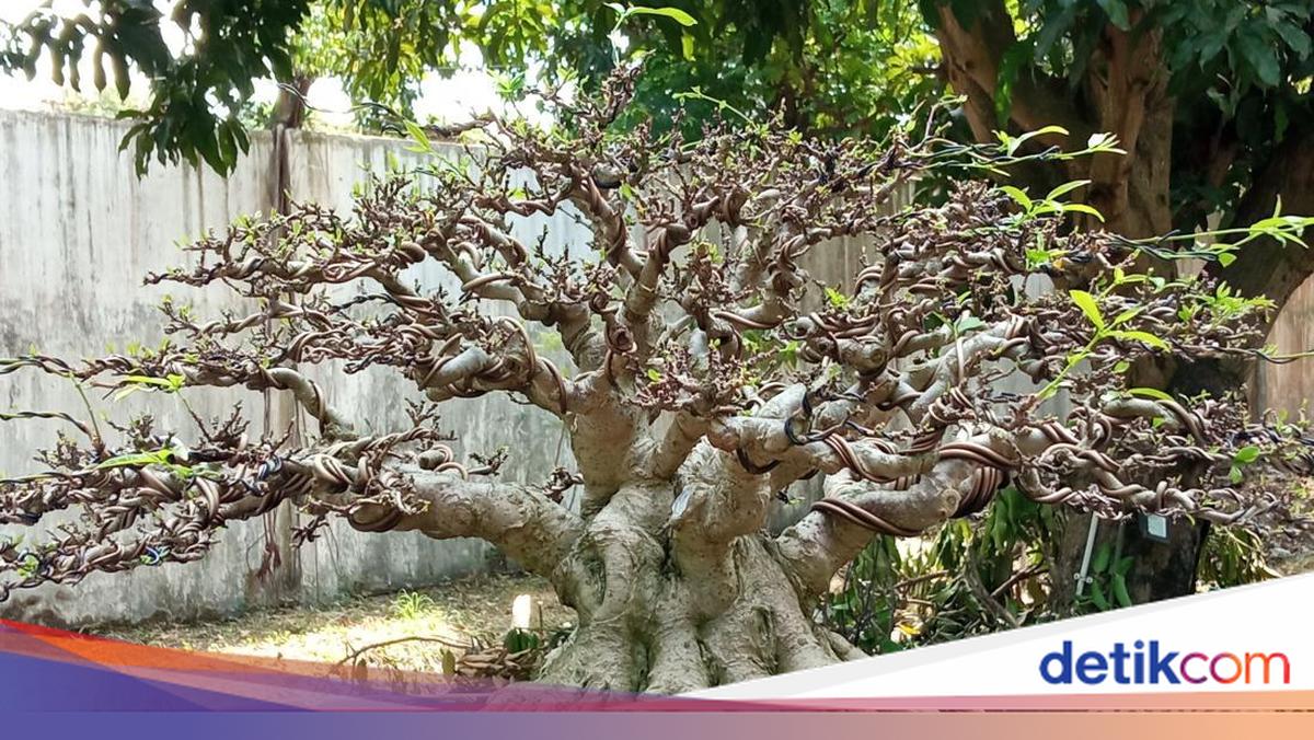 Mengenal Tanaman Bonsai dan Cara Merawatnya Agar Tetap Indah