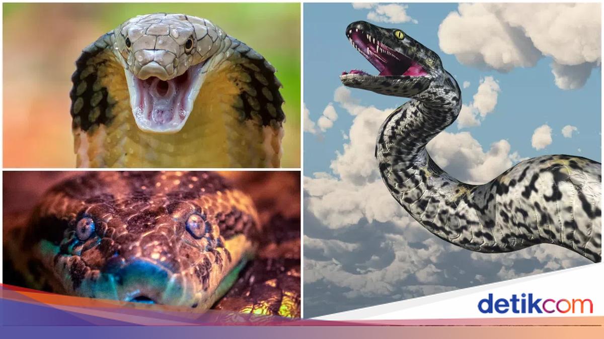 10 Ular Terbesar dan Terpanjang yang Pernah Hidup di Bumi