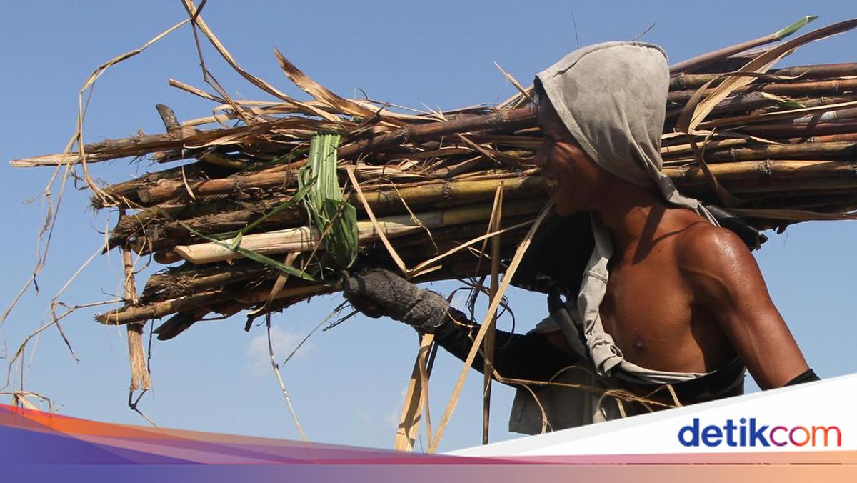 Petani Tebu Sumringah Harga Gula Naik