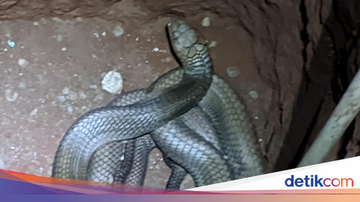 Mengenal 7 Ular Berbisa yang Mudah Ditemukan di Indonesia