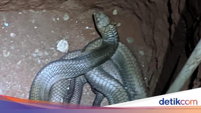 Mengenal 7 Ular Berbisa yang Mudah Ditemukan di Indonesia