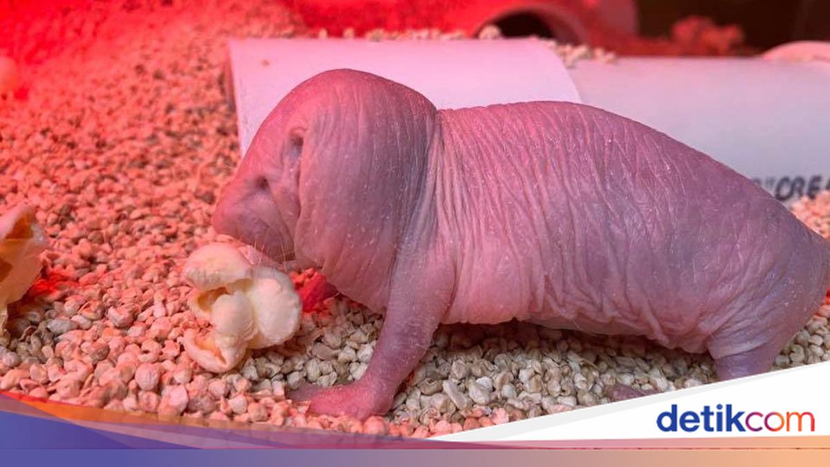10 Hewan dengan Wajah Terjelek di Dunia, Mulai Blobfish-Tikus Mol