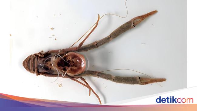 Mampu Kendalikan Pikiran Inang, Hewan Ini Bak Monster Film Sci-Fi