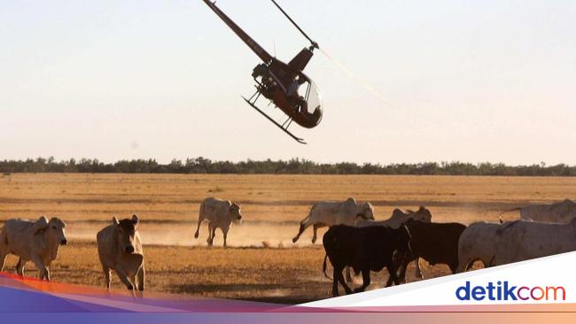 Harga Sapi Australia Anjlok 50 Persen, Kondisinya Diperkirakan ...