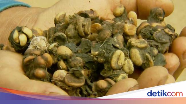 5 Minuman Sehat Ini Terbuat dari Kotoran Gajah hingga Panda