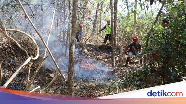 2,5 Hektare Hutan Rakyat di Ponorogo Terbakar Diduga Akibat Puntung Rokok
