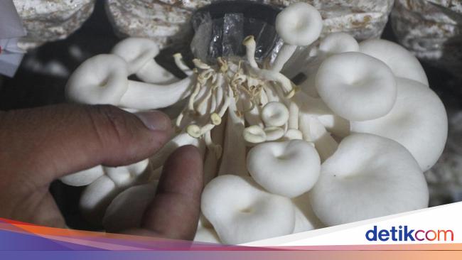 5 Peran Jamur dalam Kehidupan Manusia, Ciri-ciri, dan Jenisnya