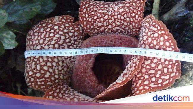 Raflesia, Bunga Langka Nyaris Punah Mekar di TN Meru Betiri Banyuwangi