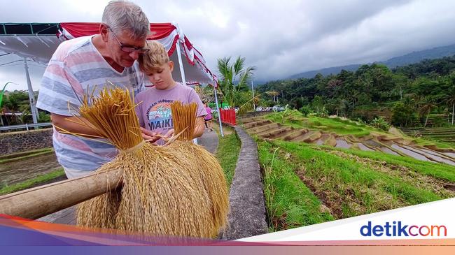 Bule-bule Dibuat Penasaran Sama Beras Merah di Bali, Ini Kisahnya