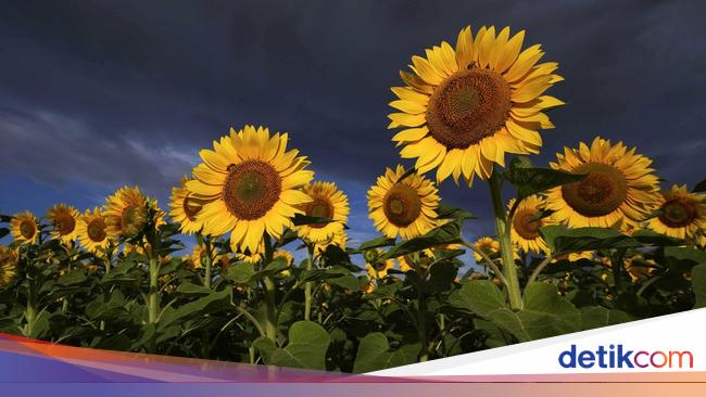 5 Arti Bunga Matahari, Lambang Kesetiaan yang Cocok untuk Pasangan