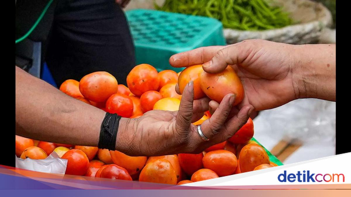 Hasil Panen Melimpah, Harga Tomat di Binjai Dijual Mulai Rp 4.000 per Kg