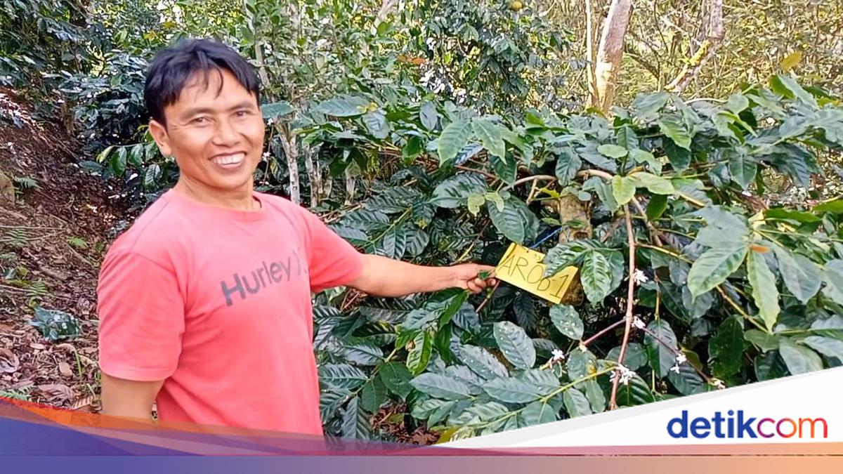 Mengenal Kopi Arob, Jadi Varietas Unggulan Baru-Diminati di Eropa ...