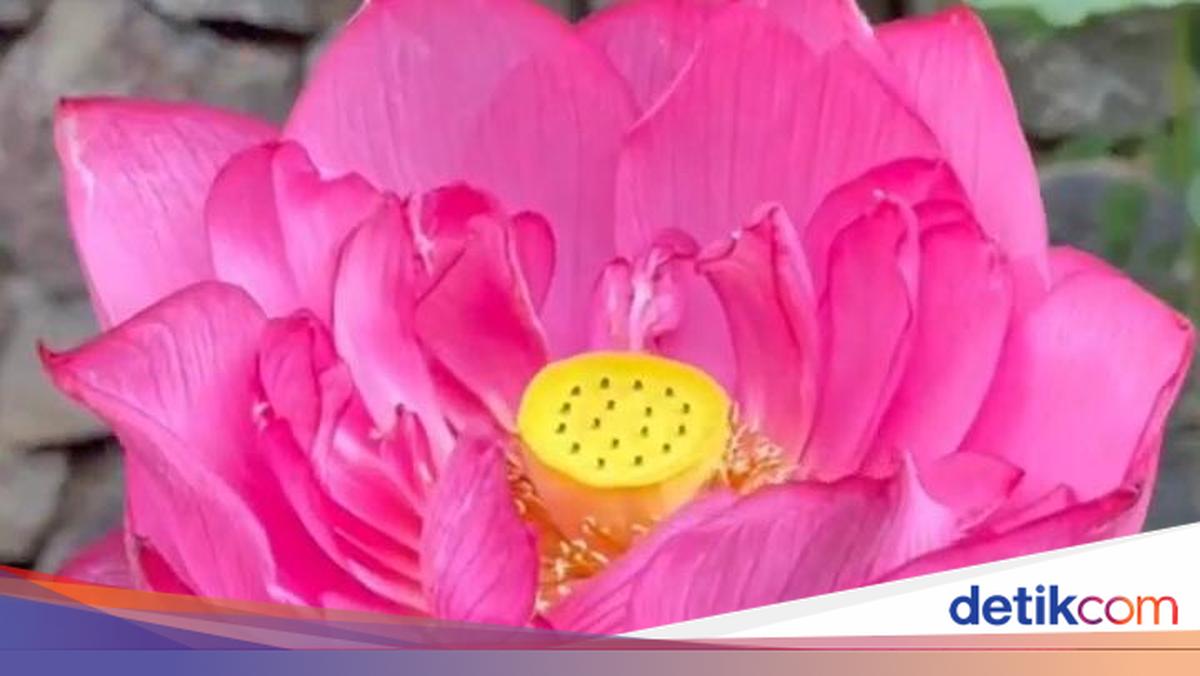 Ridwan Kamil Terharu Eril 'Al Mumtadz' Jadi Nama Bunga Lotus di China