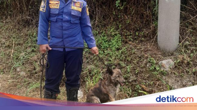 Anjing Liar Makan Ayam Ternak Bikin Resah, Warga Bogor Lapor Damkar Anjing Liar Makan Ayam Ternak Bikin Resah, Warga Bogor Lapor Damkar