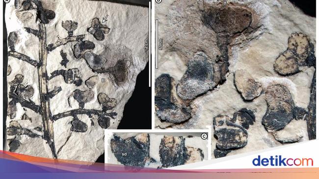 Ilmuwan Ungkap Fosil Tumbuhan Kuno yang 'Berpindah' dari Amerika ke Asia
