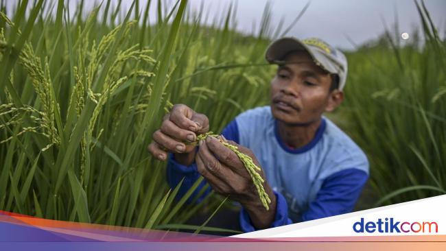 Petani Padi di Bali Dapat Asuransi Rp 6 Juta Jika Gagal Panen Akibat El Nino