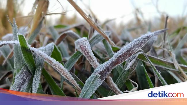 Kembali Membeku, Embun Es di Dieng Hari Ini Lebih Tebal