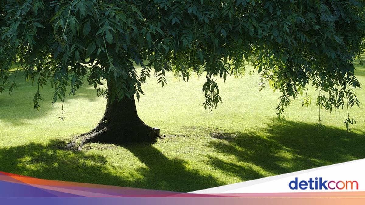 Jabar Hari Ini: Moratorium Penebangan Pohon di Hutan