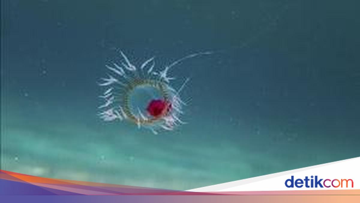 Hewan Ini Bisa Hidup Abadi karena Terus 'Berubah', Kok Bisa?