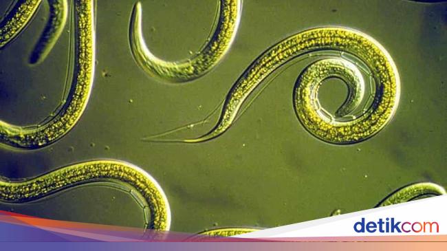 Cacing Ini Bangkit dari Kubur usai Beku 46.000 Tahun