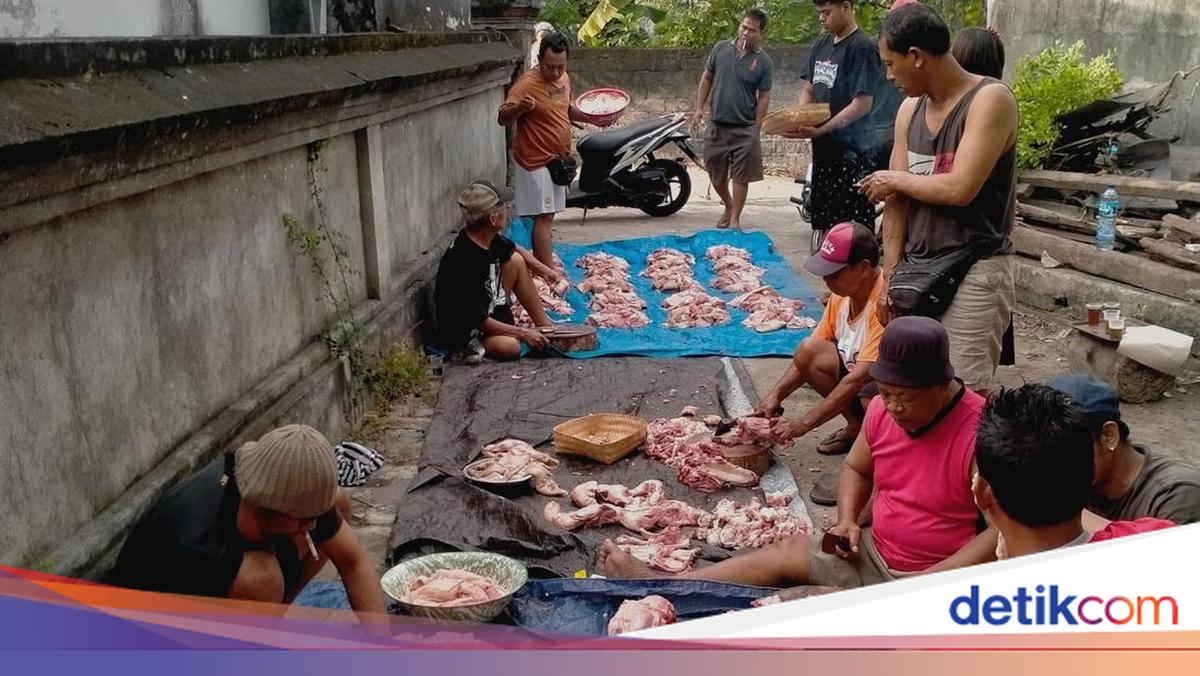 Kebutuhan Babi Galungan 2.413 Ekor, Badung Terjunkan 172 Petugas ...
