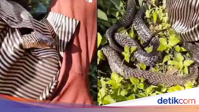 King Kobra Merayap ke Dalam Baju Saat Pria ini Rebahan di Pohon