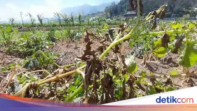 Dieng Sepekan Diterpa Embun Es, Kebun Kentang Mulai Layu