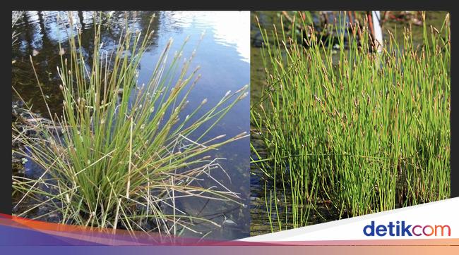 Purun, Rumput 'Harta Karun' Rawa Pedamaran Sumsel yang Diberdayakan ...