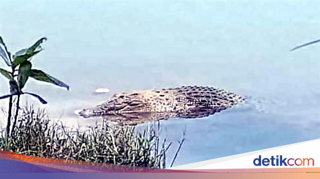Penampakan Buaya Muncul di Danau Habibie Bikin Resah Warga Sukabumi
