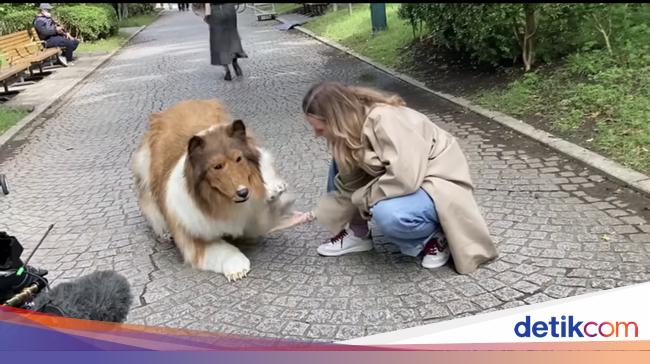 7 Potret Manusia Berkostum Anjing Rp 211 Juta, Bikin Anjing Beneran Kaget