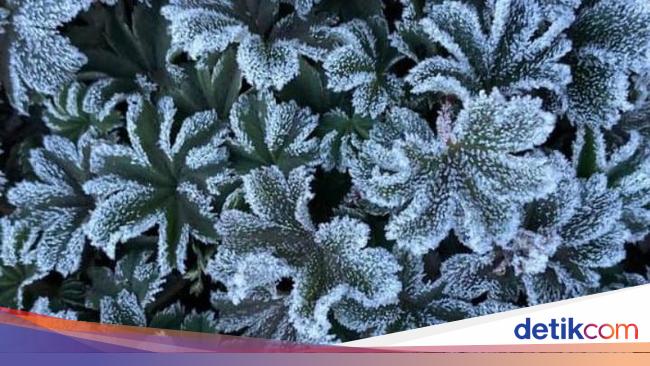 Embun Es Muncul di Gunung Merbabu, Begini Penjelasan BTNGMb