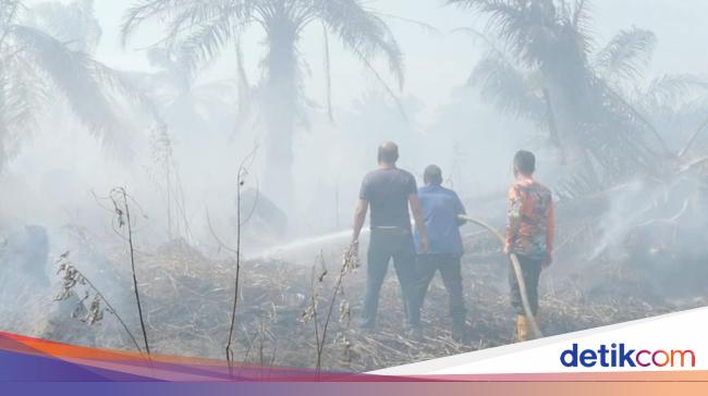 19 Hektare Lahan Sawit di Asahan Terbakar, Polisi Cek Dugaan Kesengajaan