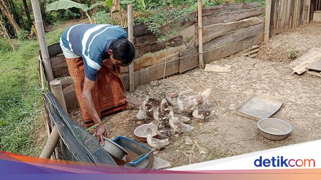 Tambang Emas Ditutup, Warga Pancurendang Banyumas Jadi Peternak Dadakan