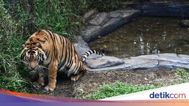 Harimau Sumatera Muncul di Siak, Sapi Warga Diterkam