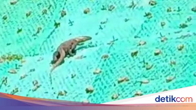 Hiii.. Viral Komodo Berkeliaran di Jalan Labuan Bajo-Golomori Hiii.. Viral Komodo Berkeliaran di Jalan Labuan Bajo-Golomori