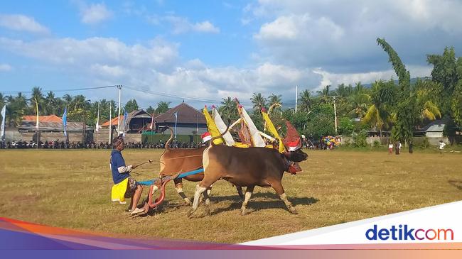 Mengenal Tradisi Sampi Gerumbungan di Buleleng