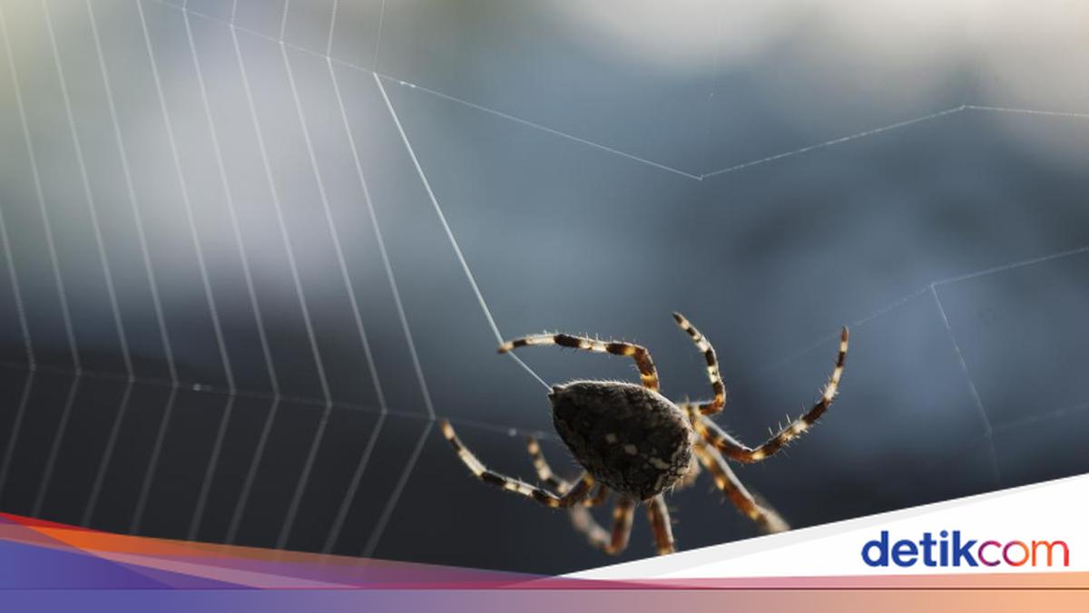 Kisah Nabi Muhammad Ditolong Laba-Laba dan Burung Merpati di Gua Tsur