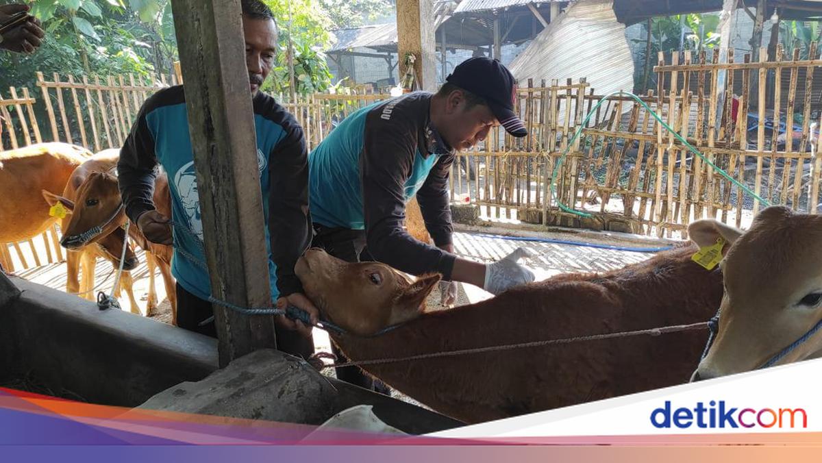 DKPP Kota Blitar Sebut Sapi Terjangkit LSD Meningkat