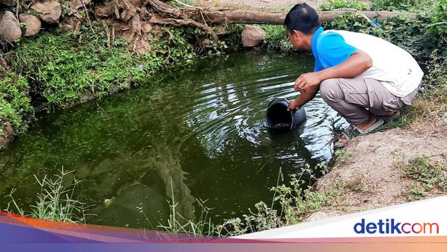 Kasihan, Hewan Ternak di Bondowoso Minum Air Comberan Dampak Krisis Air ...