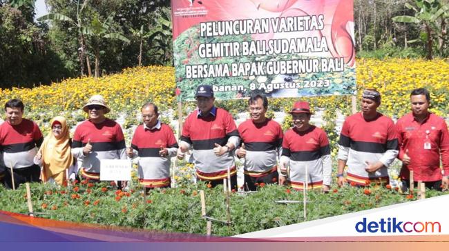 Gubernur Bali Luncurkan Varietas Gemitir Bali Sudamala di Tabanan