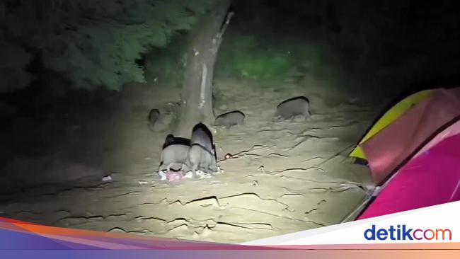 Viral Video Kawanan Babi Hutan Berkeliaran Dekat Tenda Pendaki Gunung Prau