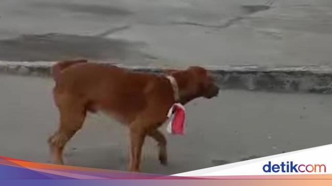 5 Fakta Pria Ikat Bendera Merah Putih di Leher Anjing Berujung Tersangka